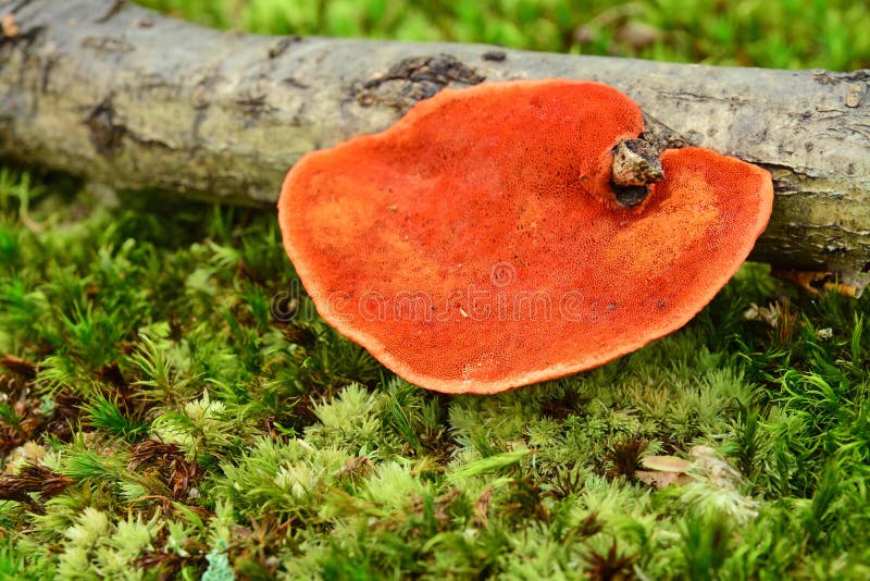 Pycnoporus Cinnabarinus Mushroom Stock Photo - Image of pycnoporus ...