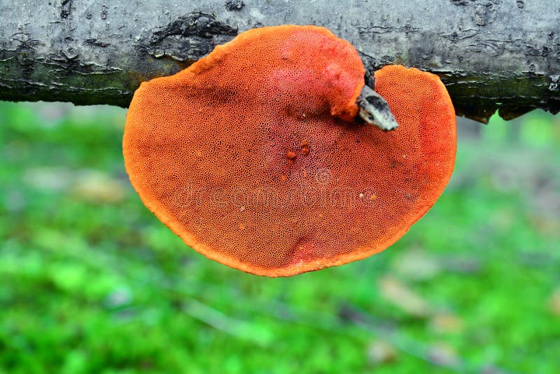 Pycnoporus Cinnabarinus, Also Known As the Cinnabar Polypore Stock ...