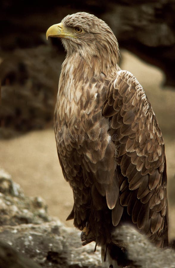 PYGARGUE a QUEUE BLANCHE Haliaeetus Albicilla Stock Image - Image of ...