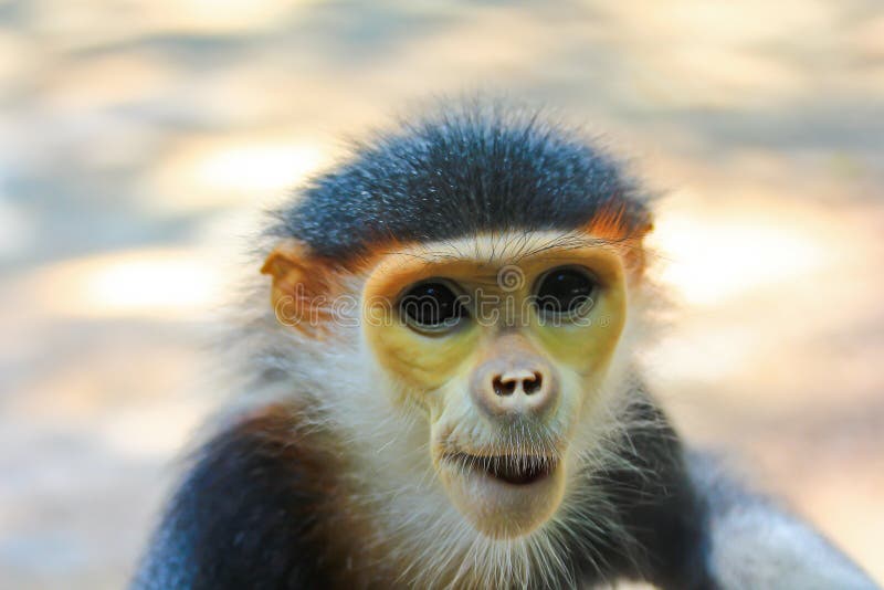 Pygathrix nemaeus stock photo. Image of little, glance - 38329784