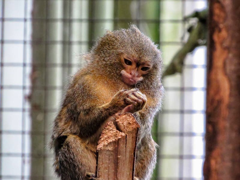 PygmäenMarmoset, Kleinster Fallhammer In Der Welt Stockfoto - Bild von ...