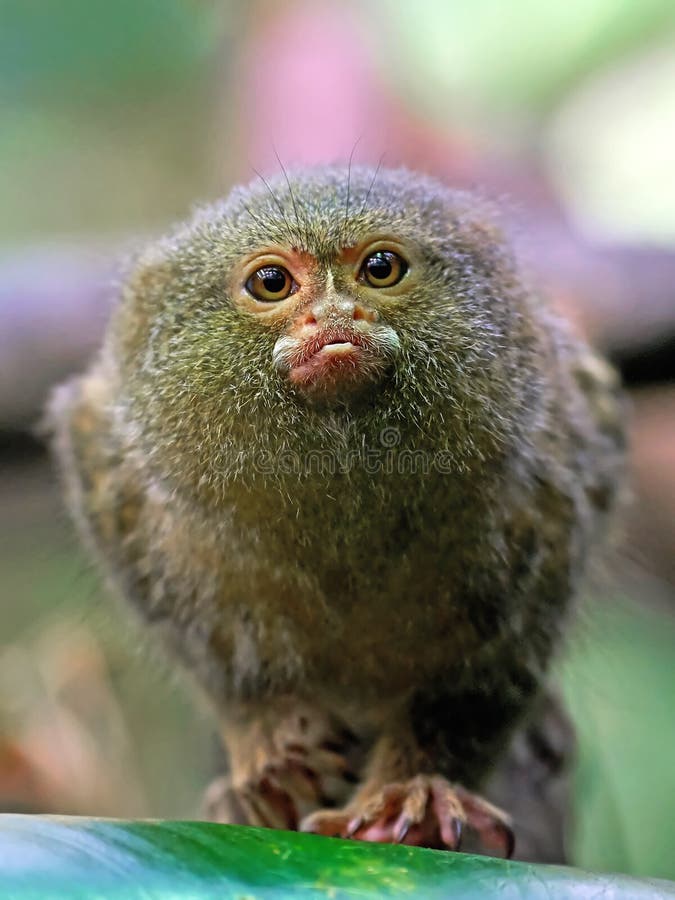 Pygmäenmarmoset (Callithrix Pygmaea) Stockfoto - Bild von pygmäe, zwerg ...