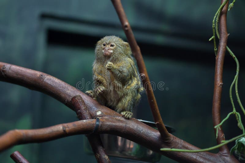 Cebuella Pygmaea, Fingeraffe, Pygmee Affe Oder Kleinster Affe in Der ...
