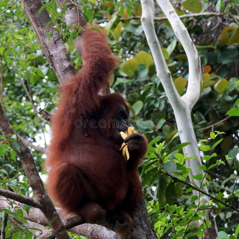 Pygmaeus Bonito Do Pongo Do Orangotango De Bornean No Selvagem Foto de ...