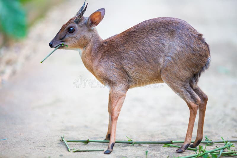 Pygmaeus De Neotragus D'antilope Dans La Faune Naturelle Photo stock ...