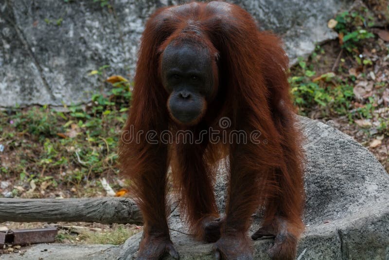 Pygmaeus Do Orangotango Ou Do Pongo Foto de Stock - Imagem de sumatrano ...