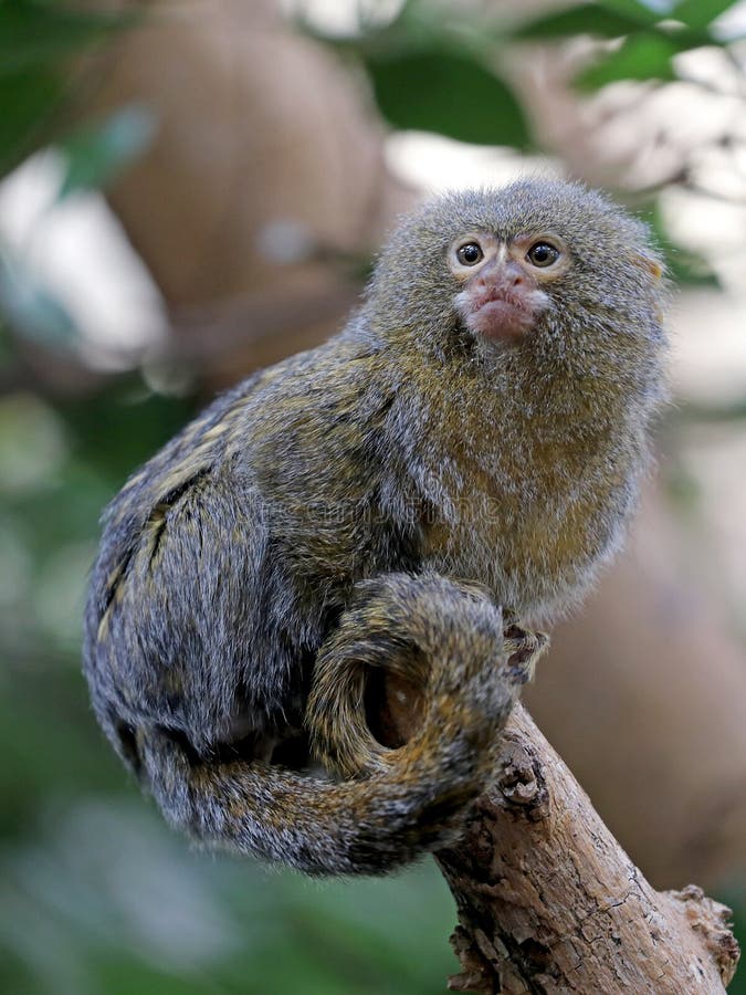 Pygmee monkey stock image. Image of monkeys, pygmy, pygmaea - 107816049
