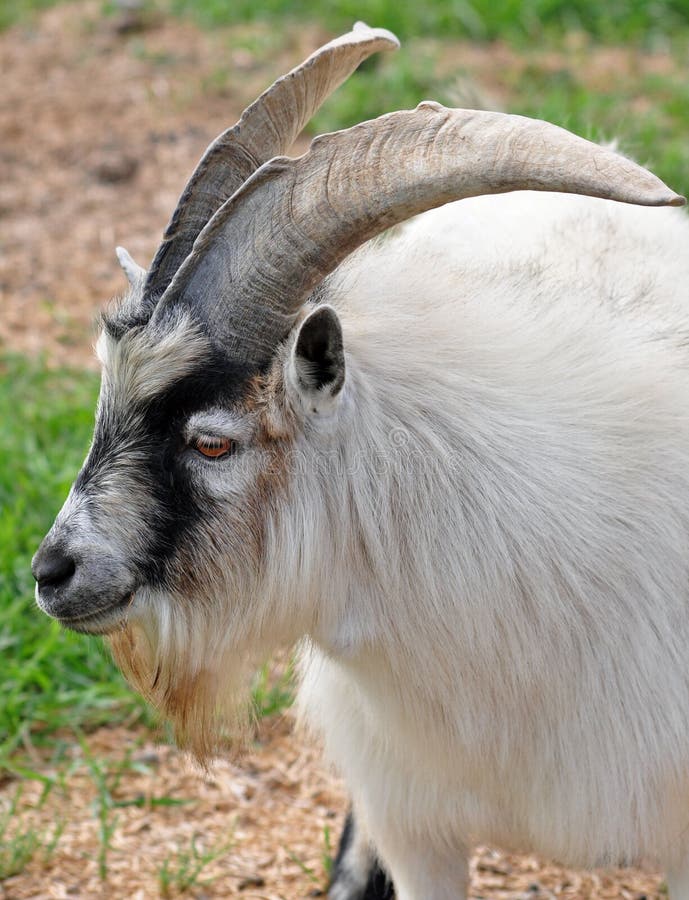 Pygmy Billy Goat stock photo. Image of animals, mammals - 57926072
