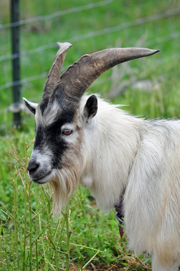 Pygmy Billy Goat stock photo. Image of animals, mammals - 57926072