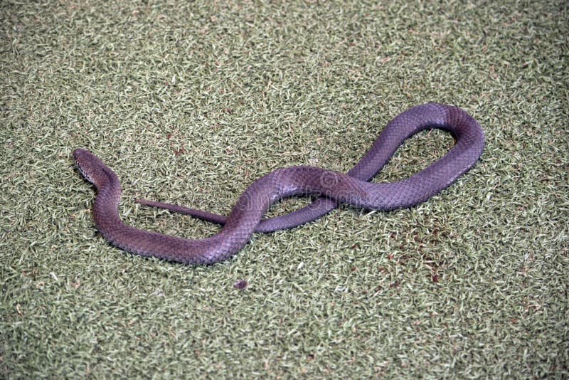 This is a Pygmy Copperhead Snake Stock Image - Image of reptile, deadly ...