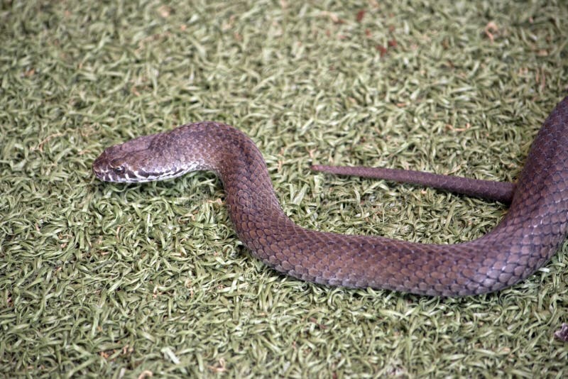 This is a Pygmy Copperhead Snake Stock Photo - Image of blooded, hiss ...