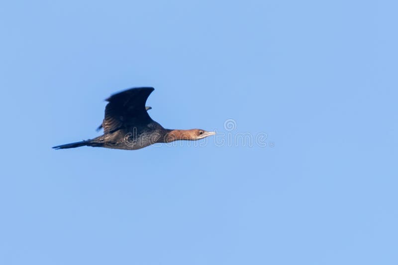 Pygmy Cormorant in Flight Microcarbo Pygmaeus Stock Image - Image of ...