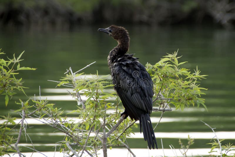 Pygmy cormorant stock photo. Image of wild, seabird, microcarbo - 56368934
