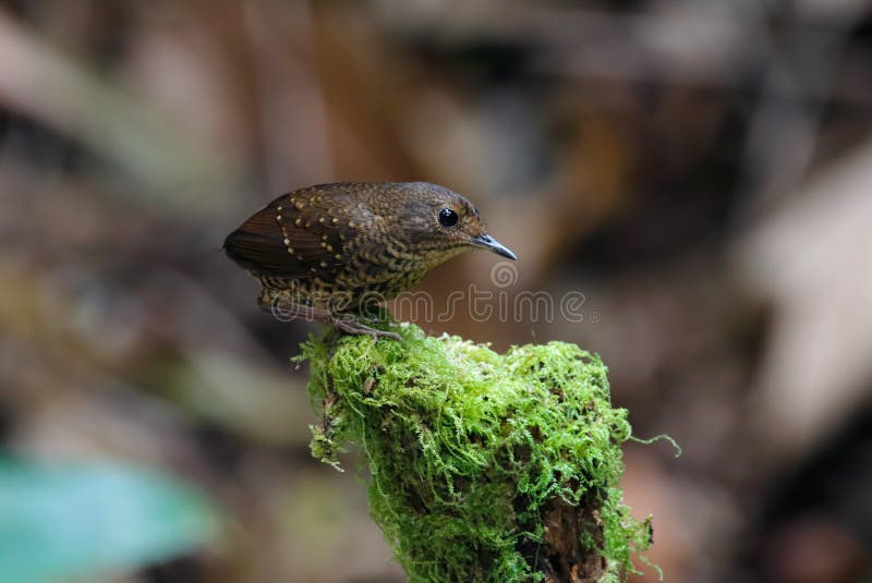 Pygmy Cupwing Pnoepyga Pusilla Beautiful Birds of Thailand Perching on ...