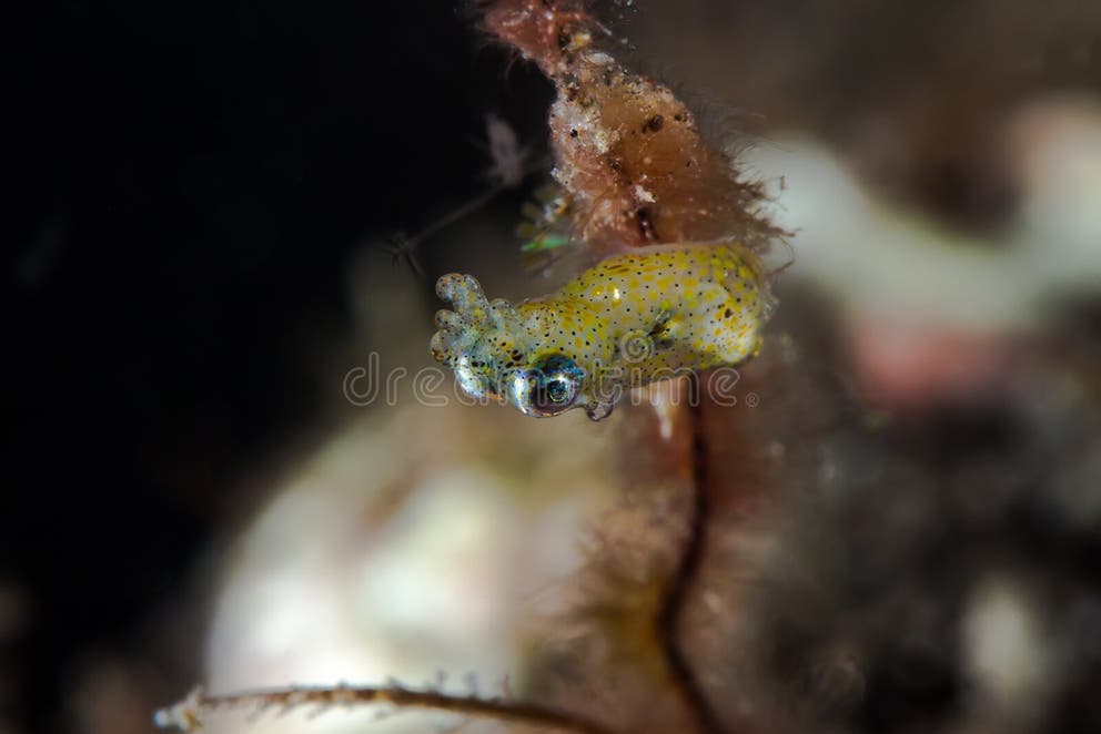 Pygmy Cuttlefish stock image. Image of pygmy, cuttlefish - 65116791