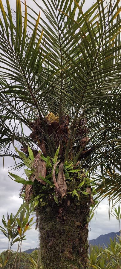 Pygmy Date Palm Tree Indoor