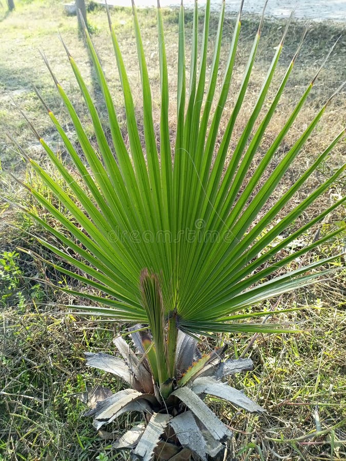 Pygmy Date Palm Growing Tree Stock Image - Image of shrub, food: 239487979