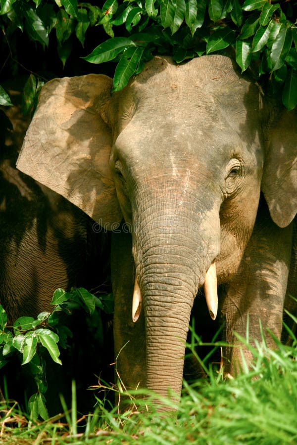 Pygmy Elephant stock image. Image of riverside, borneo - 18092613
