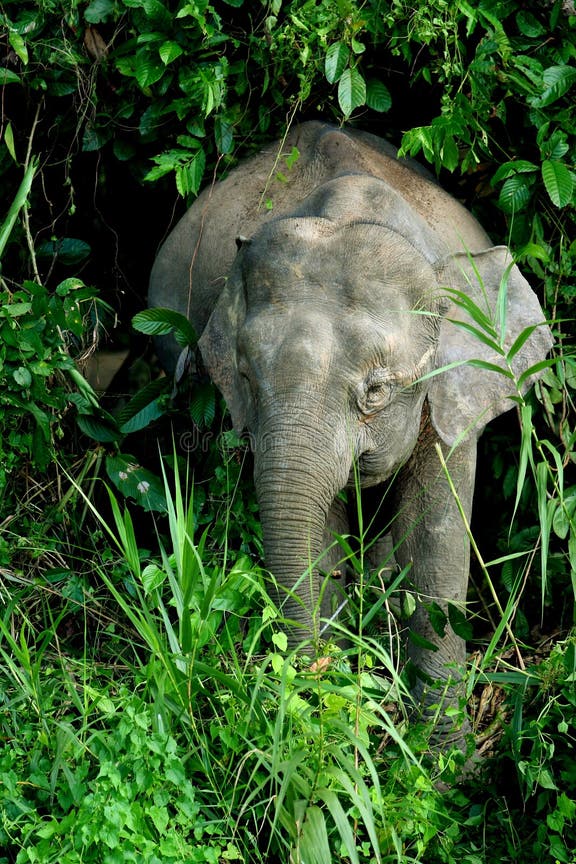 Pygmy elephant 2 stock image. Image of pygmy, elephant - 6741261