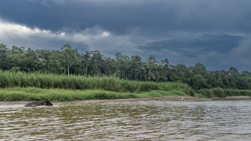 The Pygmy Elephant is Wandering in the River. Stock Image - Image of ...