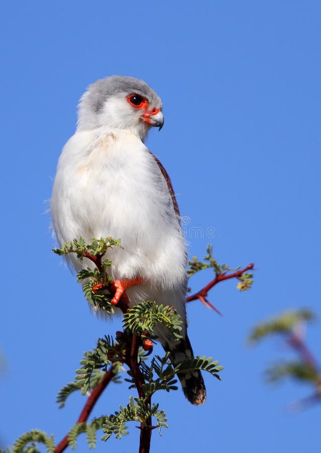 Pygmy Falcon female stock photo. Image of avian, view - 41068742