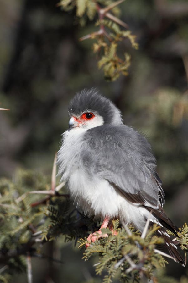 Pygmy Falcon female stock photo. Image of avian, view - 41068742