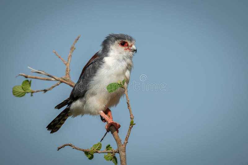 Pygmy Falcon on Branch Against Blue Sky Stock Photo - Image of klein ...