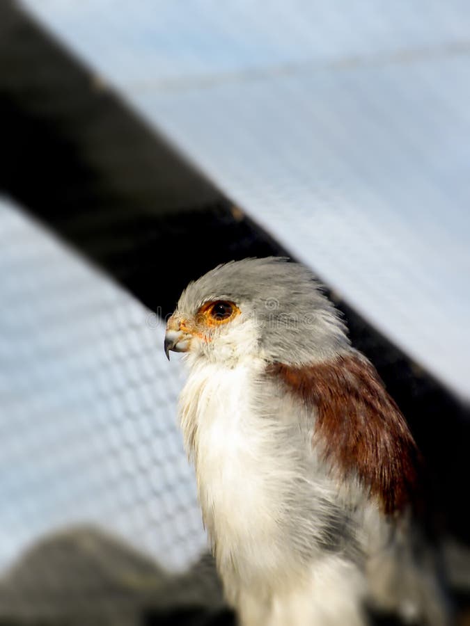 Pygmy Falcon female stock photo. Image of avian, view - 41068742