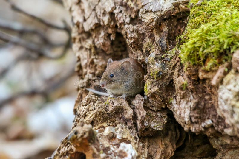 Pygmy Field Mouse on the Tree. Apodemus Uralensis Stock Image - Image ...