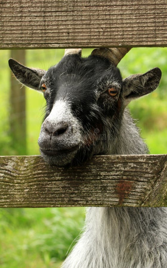 A Pygmy Goat stock photo. Image of hircus, domesticated - 19734620