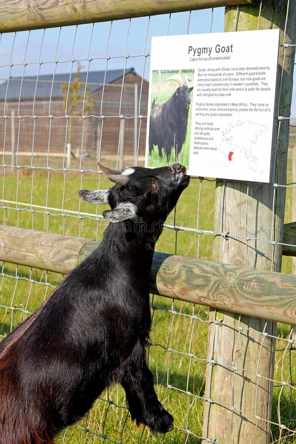 Pygmy goat stock image. Image of goat, rural, beard, pygmy - 21607547