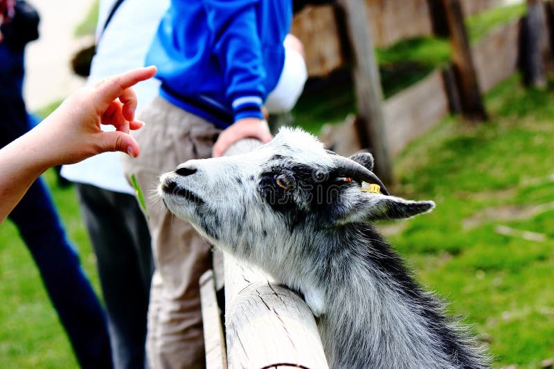 Pygmy goat stock photo. Image of cattle, caprine, agriculture - 24223072