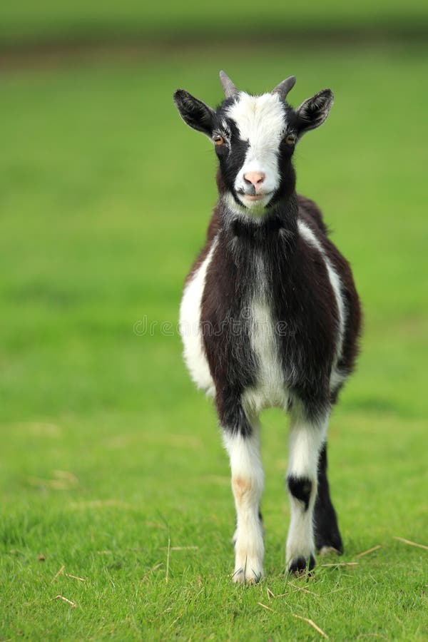 A Black Pygmy Goat, Capra Aegagrus Hircus, Standing In A Sandbox Stock ... A Black Pygmy Goat, Capra Aegagrus Hircus, Standing In A Sandbox Stock ...