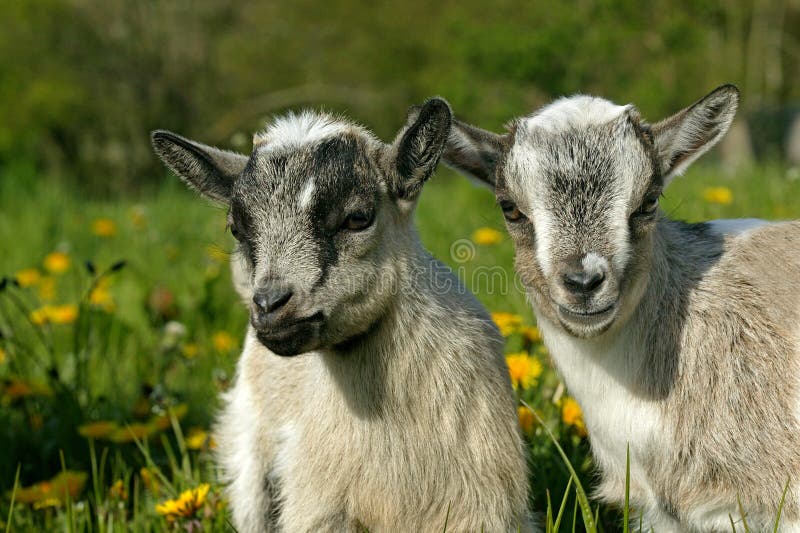 Pygmy Goat or Dwarf Goat Capra Hircus 3 Months Old Baby Goat Calling 库存 ...