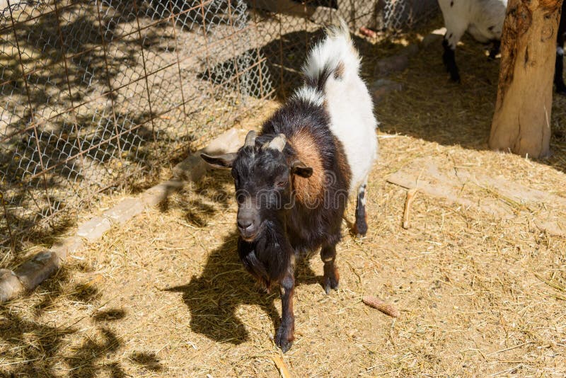 A pygmy goat in farm stock photo. Image of black, fair - 319360396