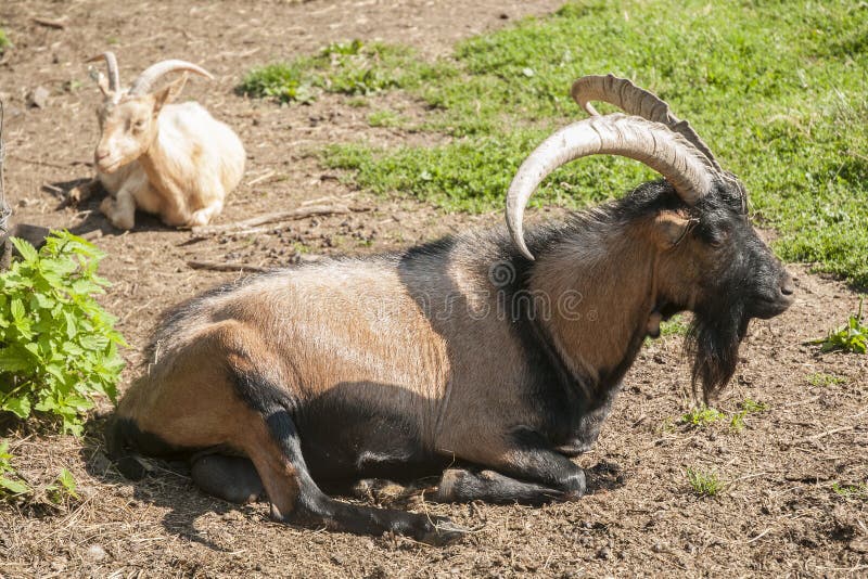 Pygmy goat stock image. Image of animal, goat, vertebrate - 51043973