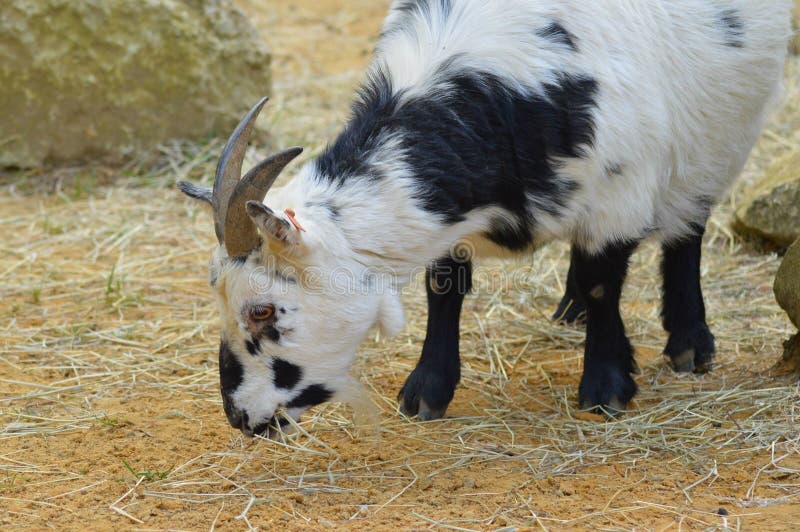 Pygmy goat stock image. Image of adult, pygmy, eating - 71002511