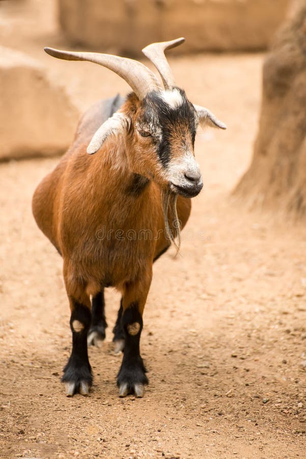 Adult Pygmy Goat stock image. Image of supply, milk, ruminant - 50399667
