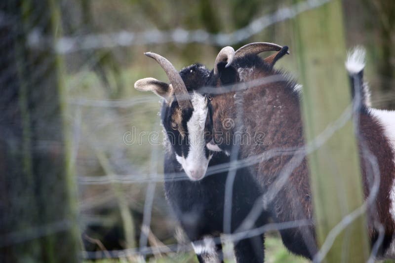 Pygmy Goats stock photo. Image of females, pygmy, grass - 97989258