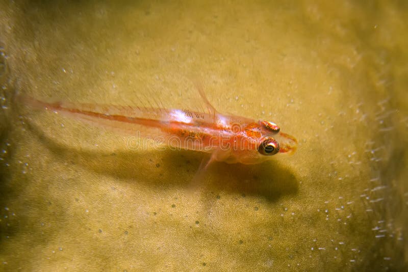 Pygmy goby stock photo. Image of coral, underwater, ocean - 25301858