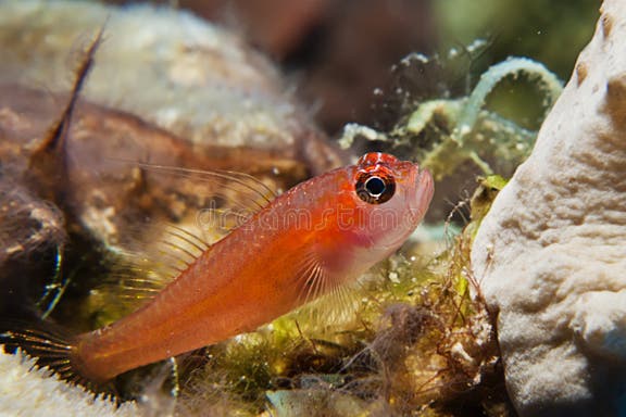 Pygmy goby stock photo. Image of dwarf, underwater, little - 25962684