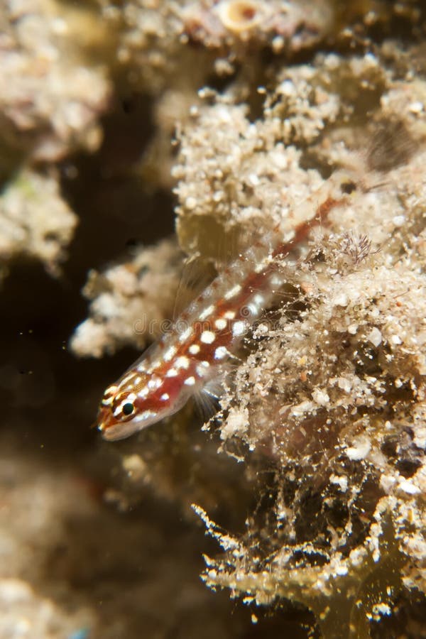 Dwarf Pygmy Goby Stock Photos - Free & Royalty-Free Stock Photos from ...