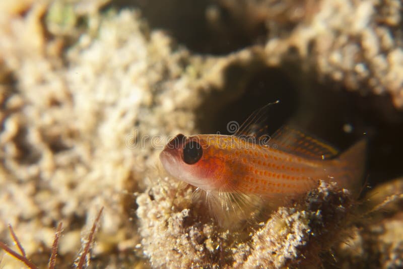Pygmy goby stock image. Image of life, small, ocean, coral - 27963165