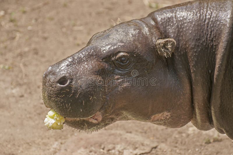 Small hippo stock photo. Image of ears, hippo, sweet - 28606524