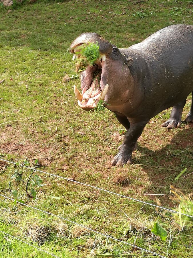 Pygmy Hippo Catch! stock image. Image of eating, catching - 100952651