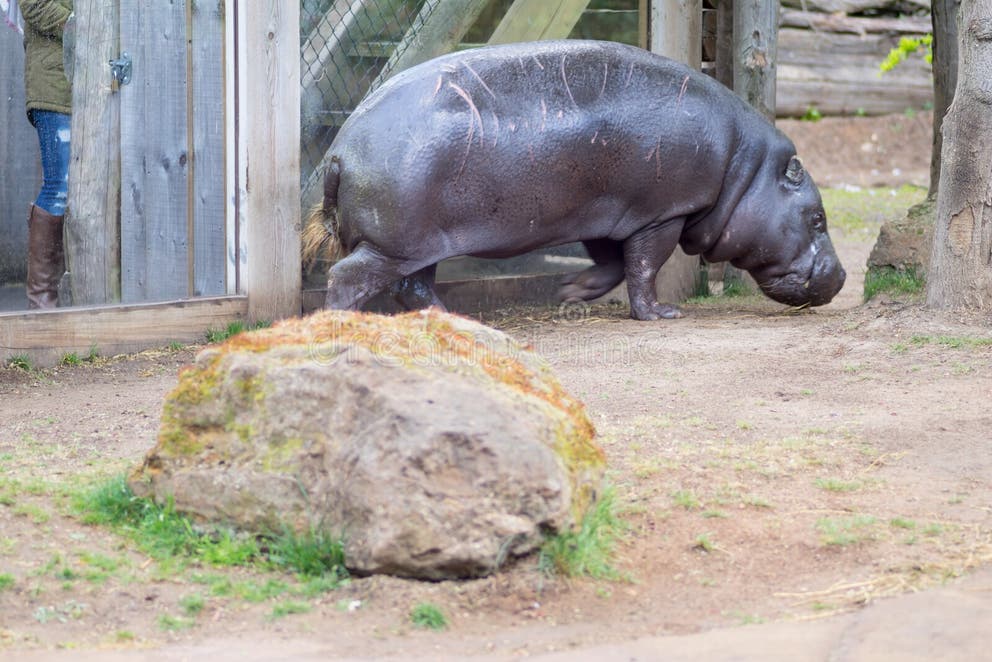 Pygmy Hippo in a compound stock photo. Image of blur - 92733222