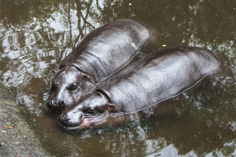 Pygmy Hippo / Pygmy Hippopotamus is a Small Stock Photo - Image of ...