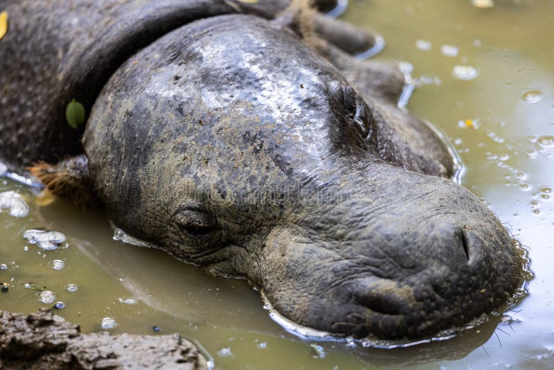 Pygmy Hippo Underwater Stock Photos - Free & Royalty-Free Stock Photos ...