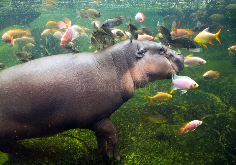 Pygmy hippo swimming. stock image. Image of fish, diving - 273644369