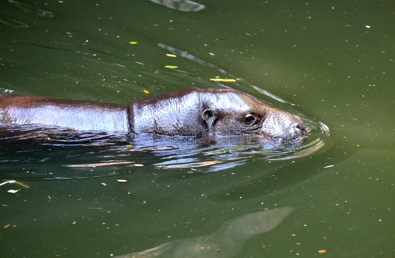 Pygmy hippo in the water stock image. Image of herbivorous - 41357507